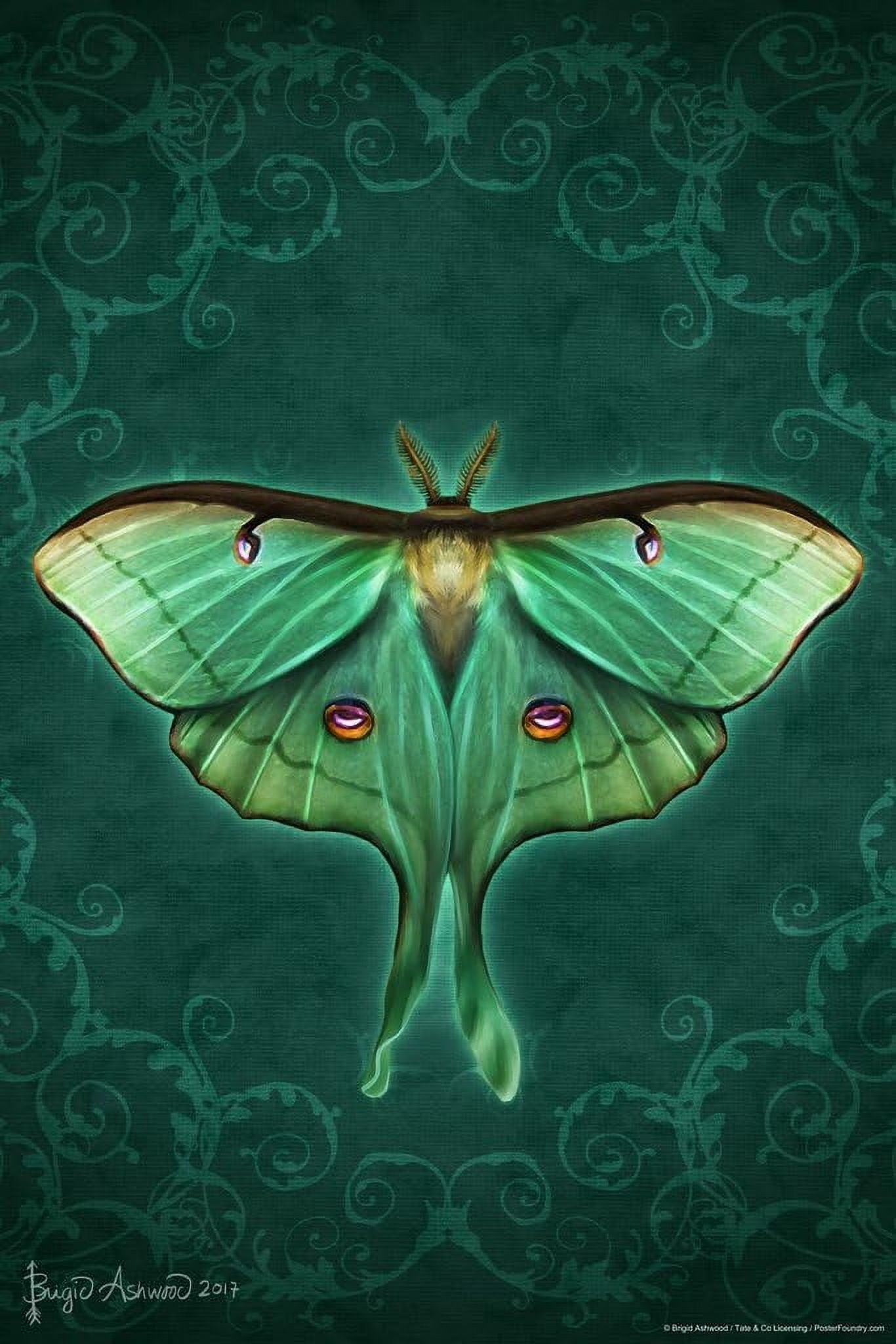 Asdg12s Damask-Luna-Moth-by-Brigid-Ashwood-Butterfly-Decor-Insect-Wall ...