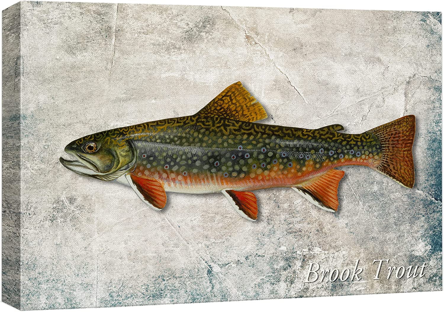 Asdg12s-KSIW- Canvas Print Wall Art Trout Fish on Granite Background ...