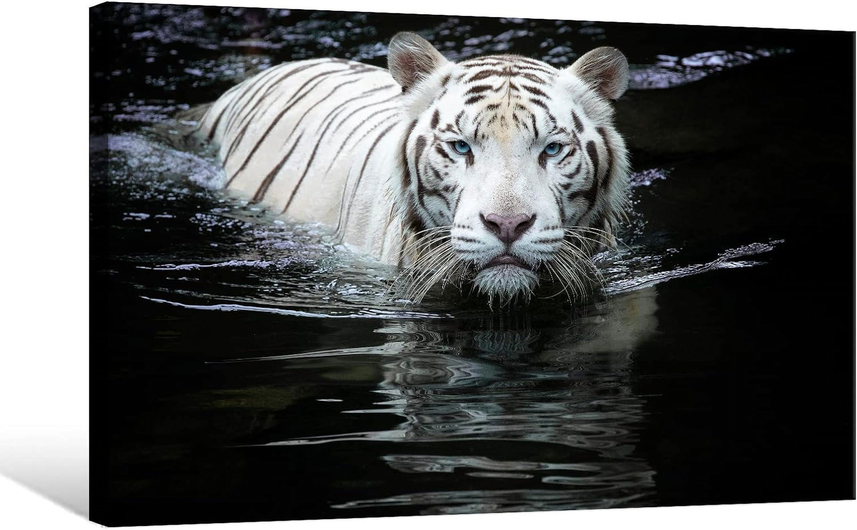 Asdg12s-KSIW-Tiger Canvas Wall Art White Tiger in River Canvas Picture ...