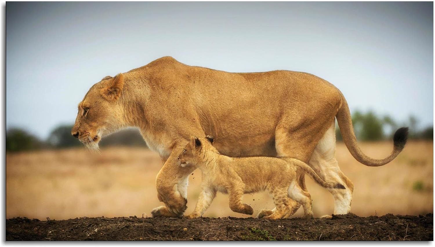 Asdg12s-Lion Pictures Wall Art Small Lion and Lioness Canvas Prints ...