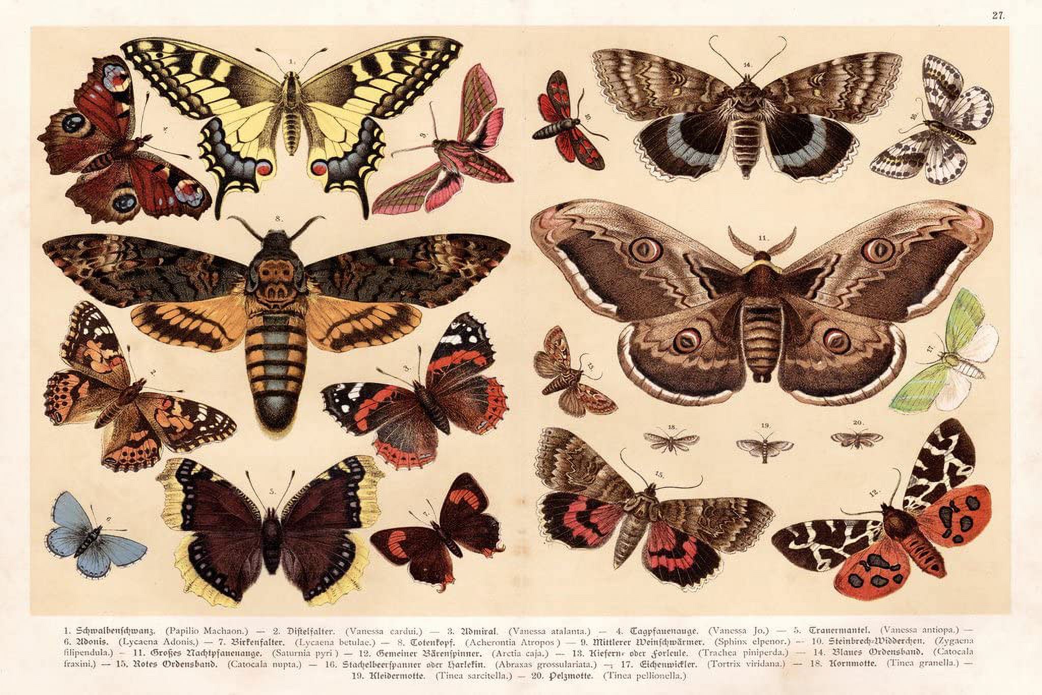 Asdg12s Moths-and-Butterflies-1888-Vintage-Illustration-Insect-Wall-Art ...