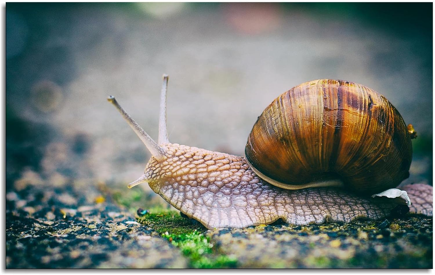 Asdg12s-Snail Prints Wall Art Decor For Living Room Bedroom Of Animal ...