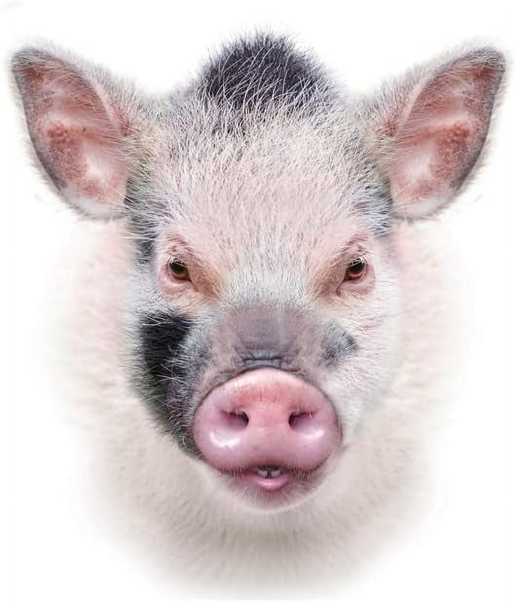 Asdg12s-Spotted Piglet Pig Farm Animal Closeup Pig Prints Wall Art Pig ...