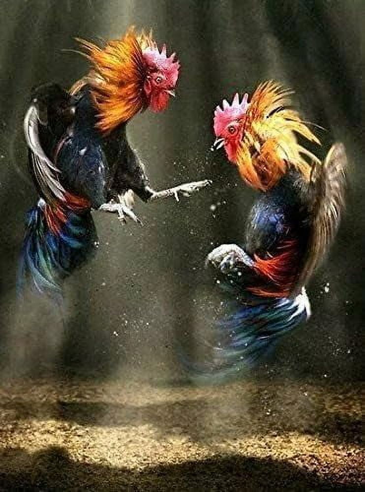 Asdg12s-Two Roosters Fighting Chicken Canvas Wall Art Painting Chicken ...