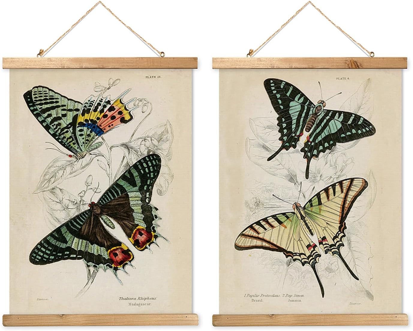 Asdg12s -Vintage-Butterfly-Illustration-Print-Set---Set-of-2-Retro ...