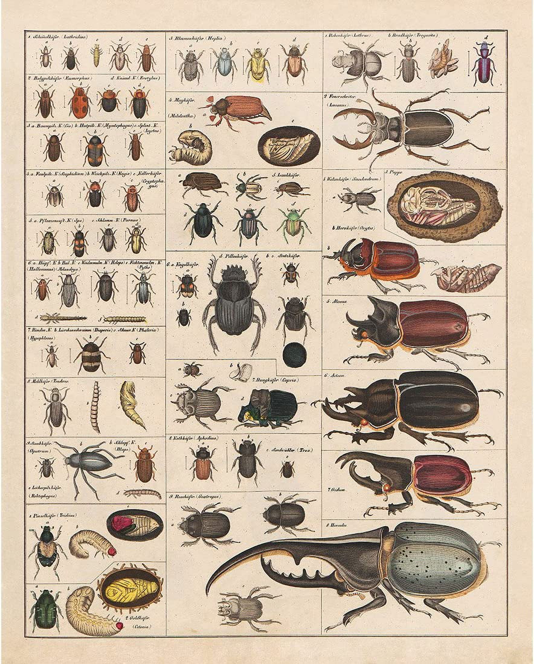 Asdg12s-Vintage Poster Print Insects Collection Species Identification ...