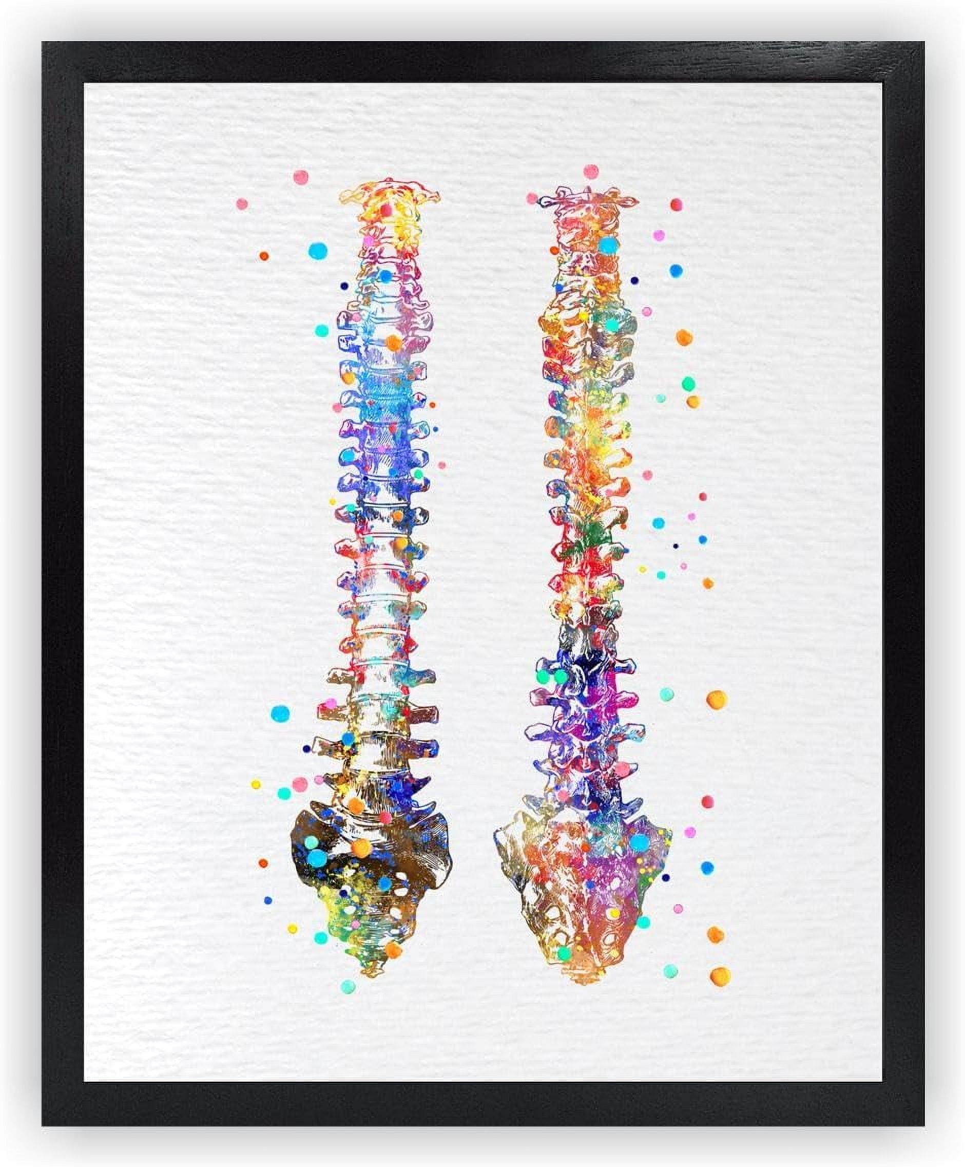 Asdg12s-poster-11X14-UnUnframedd-Human-Spine-Bone-Anatomy-Medical-Art ...
