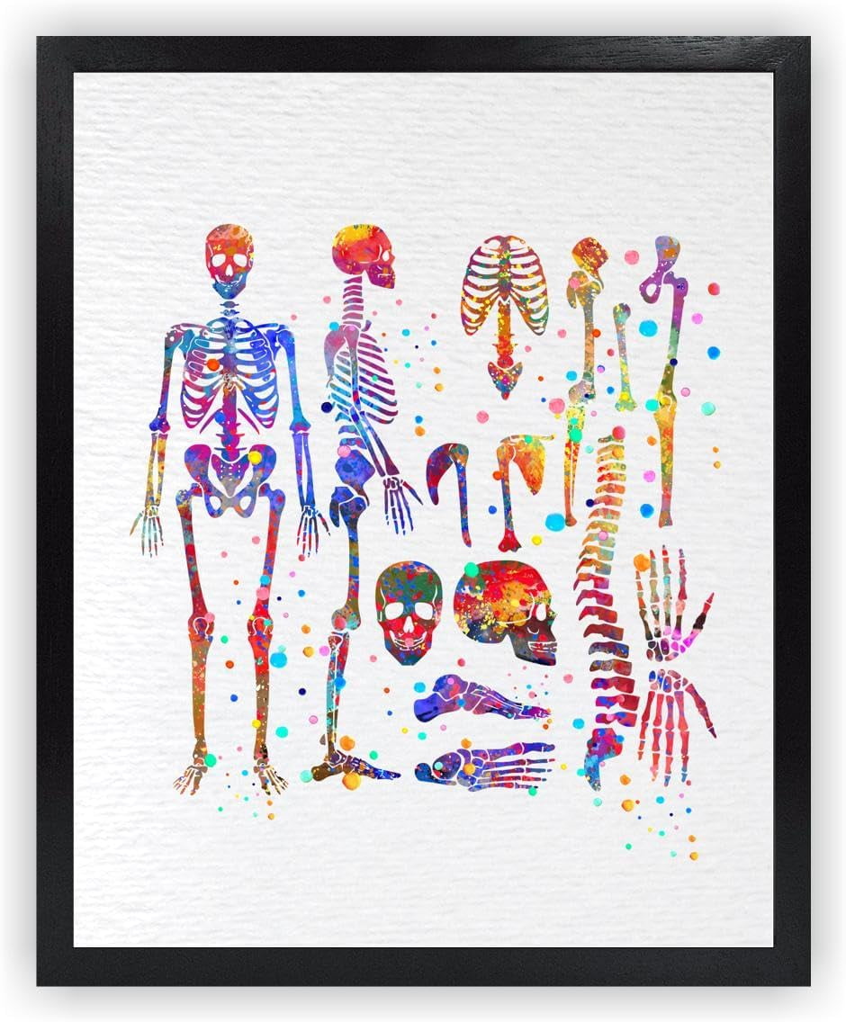 Asdg12s-poster-11X14-UnUnframedd-Skeletal-System-Human-Skeleton-Body ...