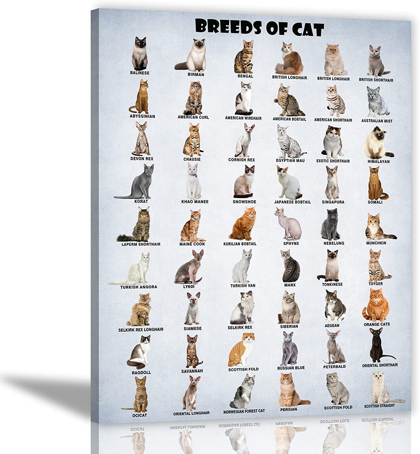 Asdg12s poster-Breeds-of-Cat-Poster-Types-of-Cat-Poster-Cat-of-The ...