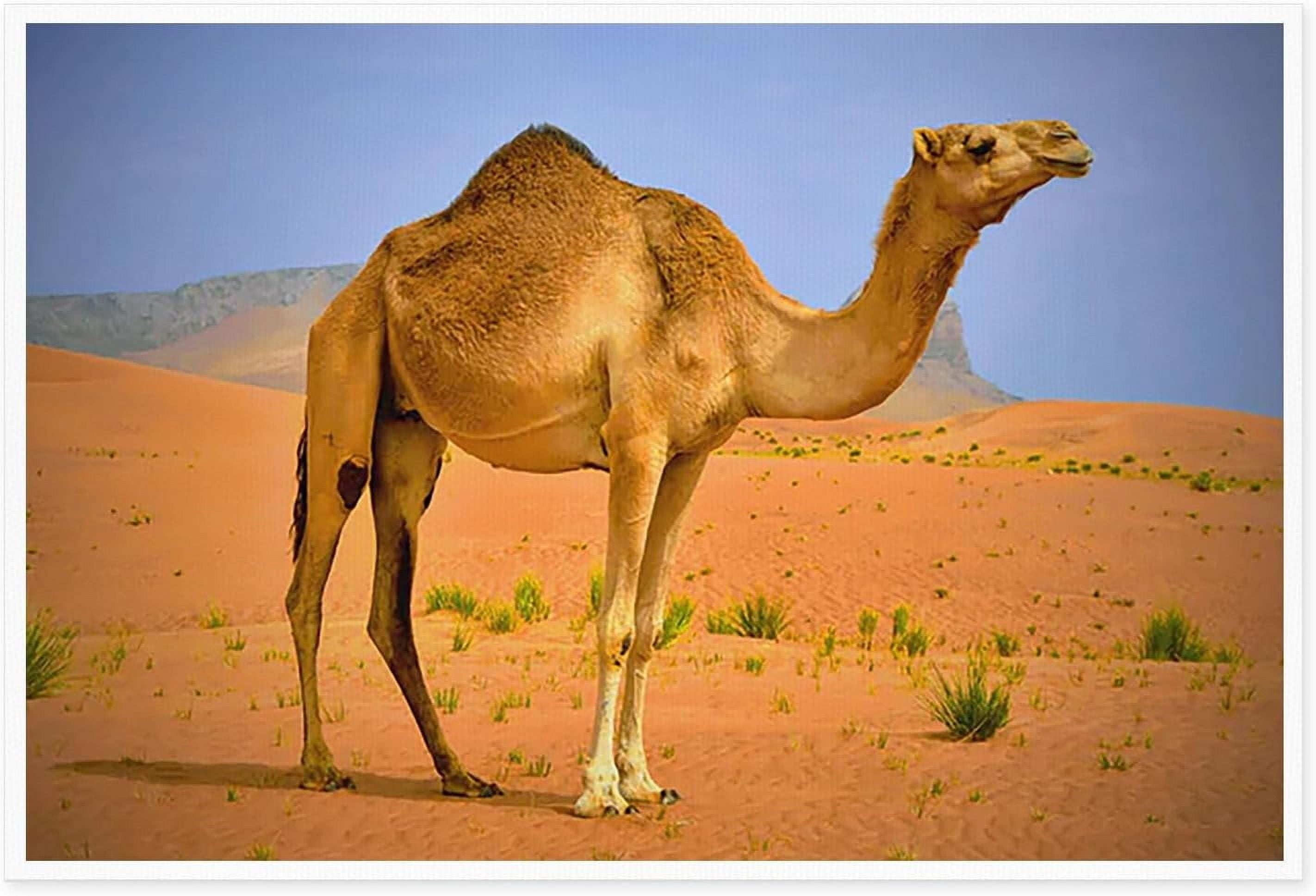 Asdg12s-poster-Camel-Canvas-Painting-Modern-Abstract-Animal-Posters-and ...
