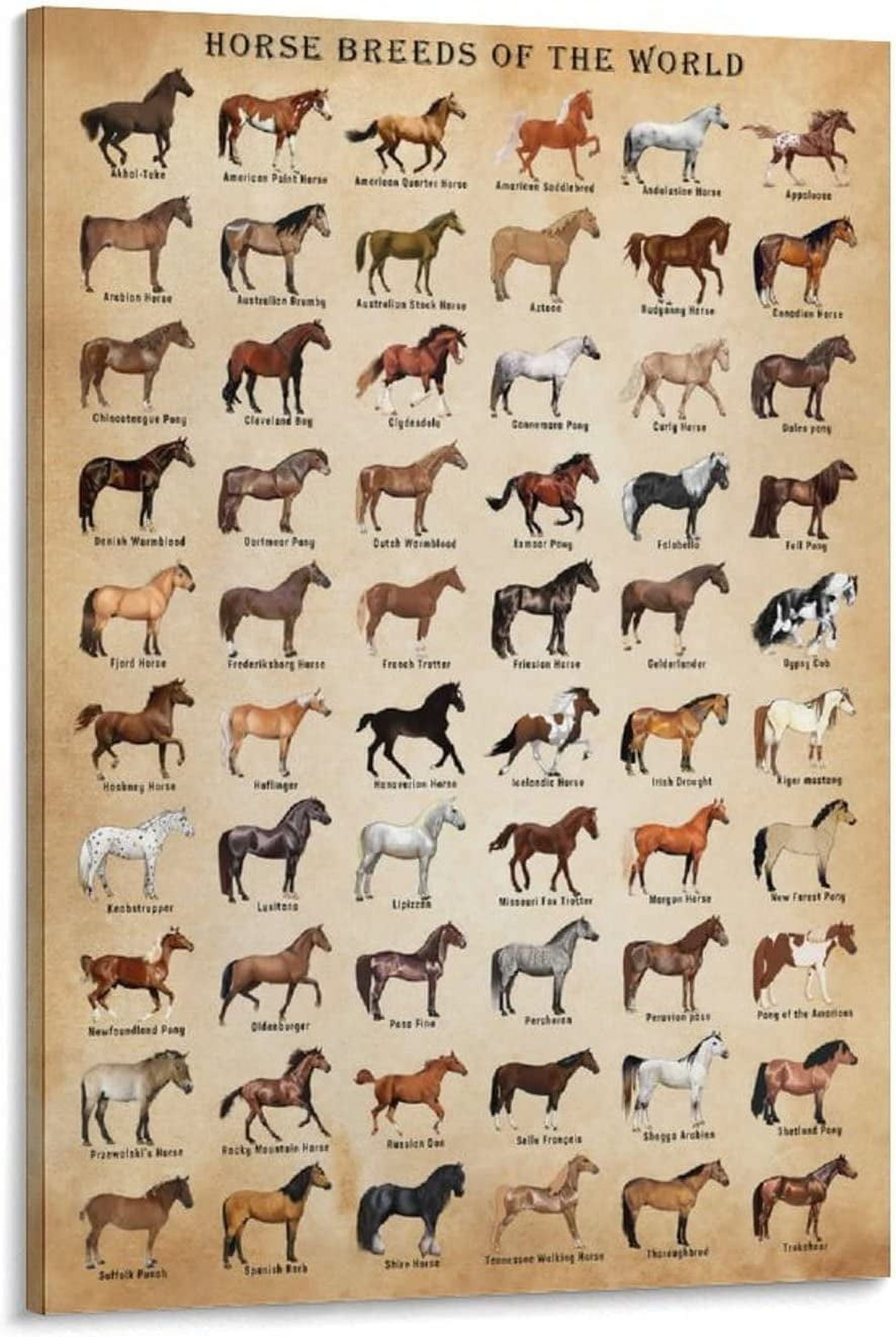 Asdg12s poster-Horse-Breeds-Poster,Horse-Type-Poster,-Horse-Knowledge ...