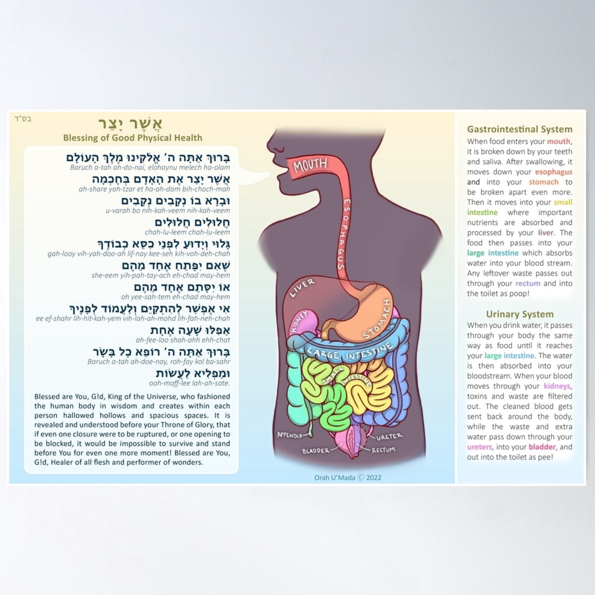 Asher Yatzar Blessing Anatomical Poster, Poster Home Decor, Poster Only ...