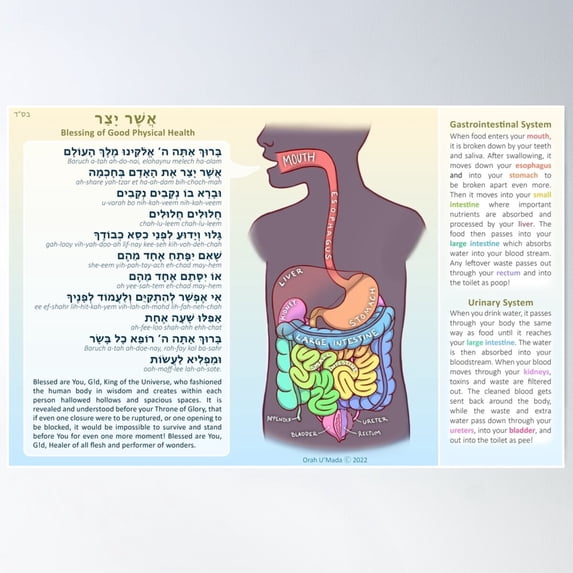 Asher Yatzar Blessing Anatomical Poster, Poster Home Decor, Poster Only ...