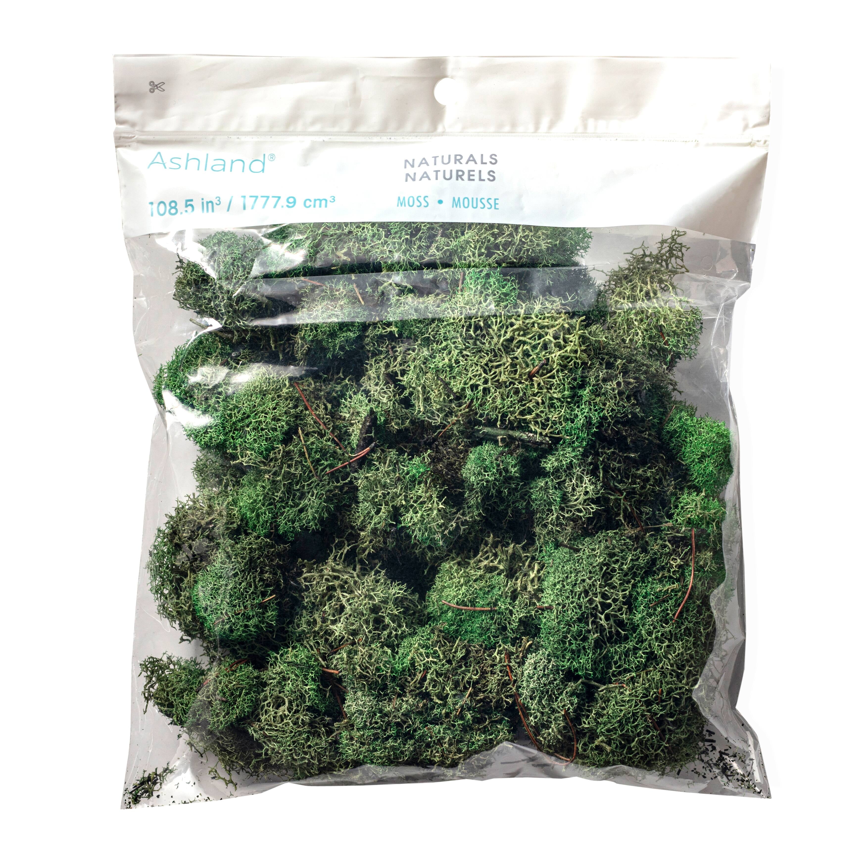 Ashland® Preserved Reindeer Moss for Plants, Terrariums, and Crafts ...
