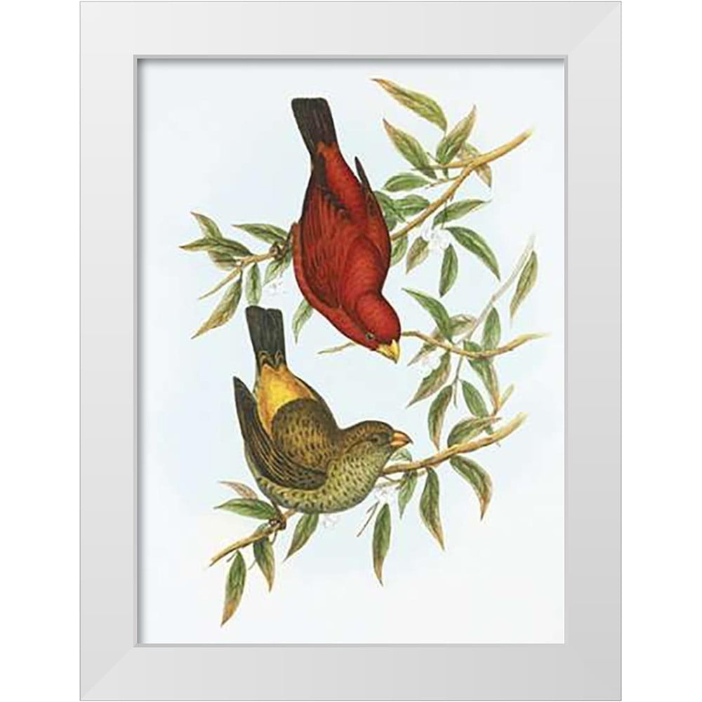 Ashley, Aaron 19x24 White Modern Wood Framed Museum Art Print Titled - Haematospiza Sipahi ...