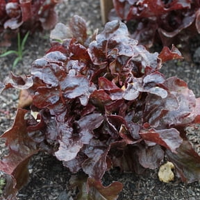 2000 Seeds BIBB LETTUCE (Limestone Lettuce) Lactuca Sativa Vegetable ...