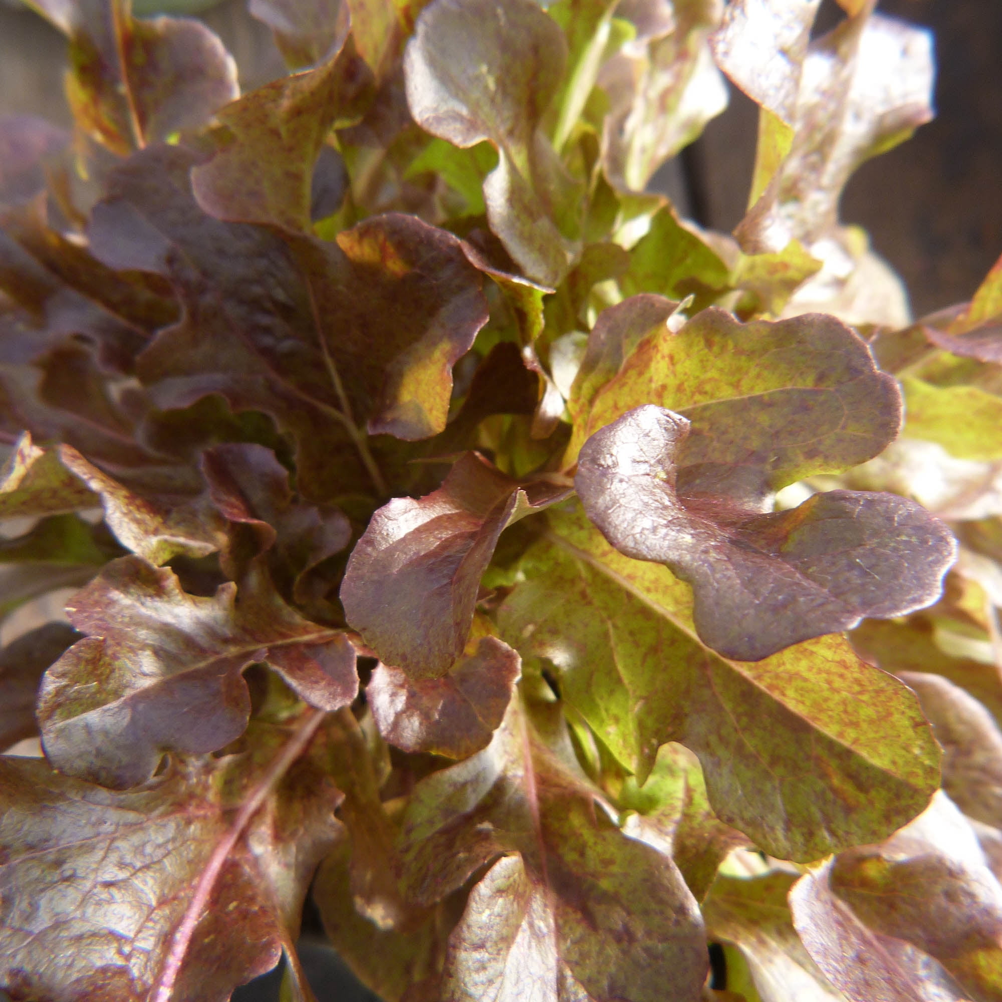 Ashley Oakleaf Lettuce 0.25 Oz ~875 Seeds – Organic, Non-GMO, Bronze ...