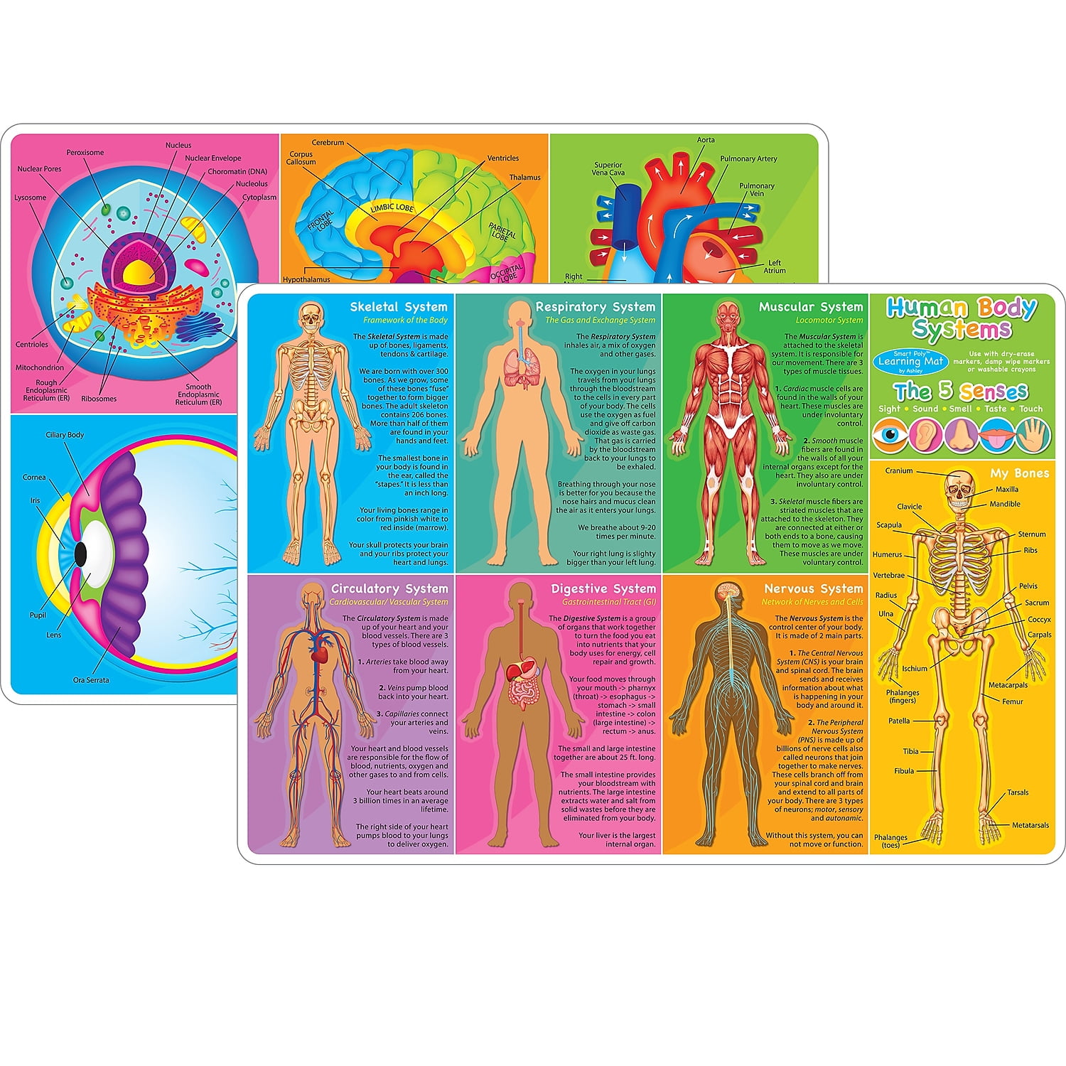Smart Poly Learning Mat, 12" x 17", Double-Sided, Human Body Systems & Anatomy - Walmart.com