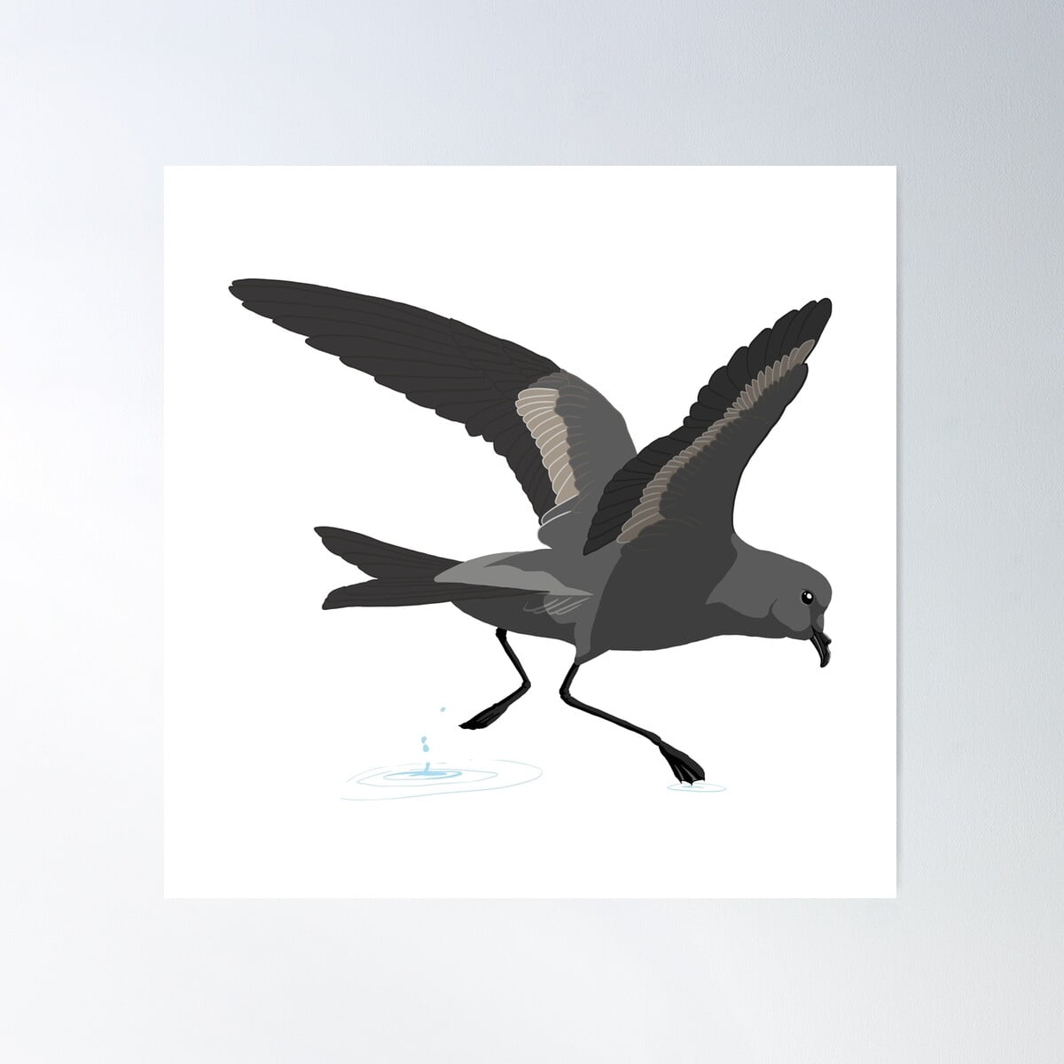 Ashy Storm-Petrel Poster Wall Art, Modern Wall Decor For Living Room ...