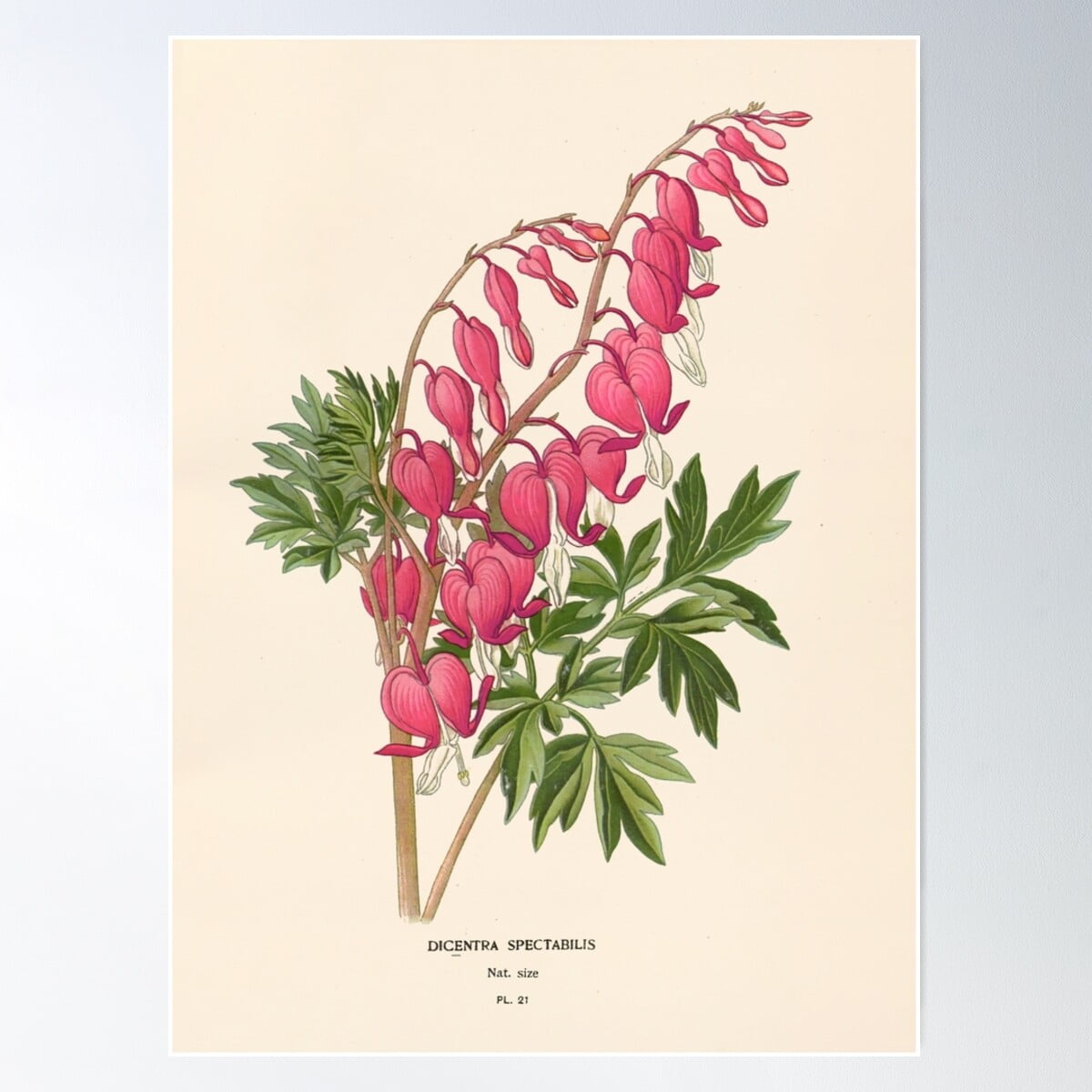 Asian Bleeding-Heart - Lamprocapnos Spectabilis Poster Wall Art, Modern ...