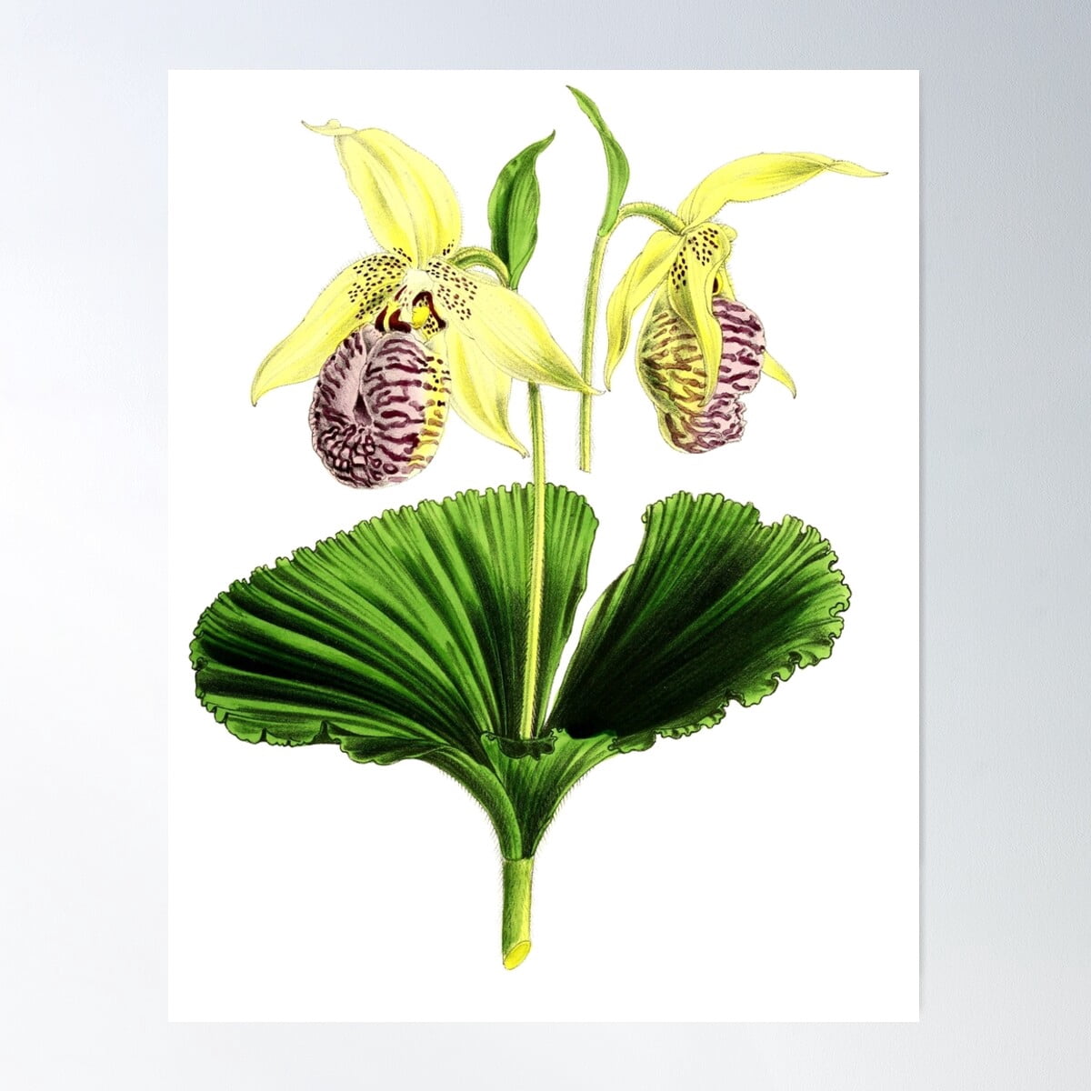 Asian Orchid Poster Wall Art, Modern Wall Decor For Living Room Bedroom ...