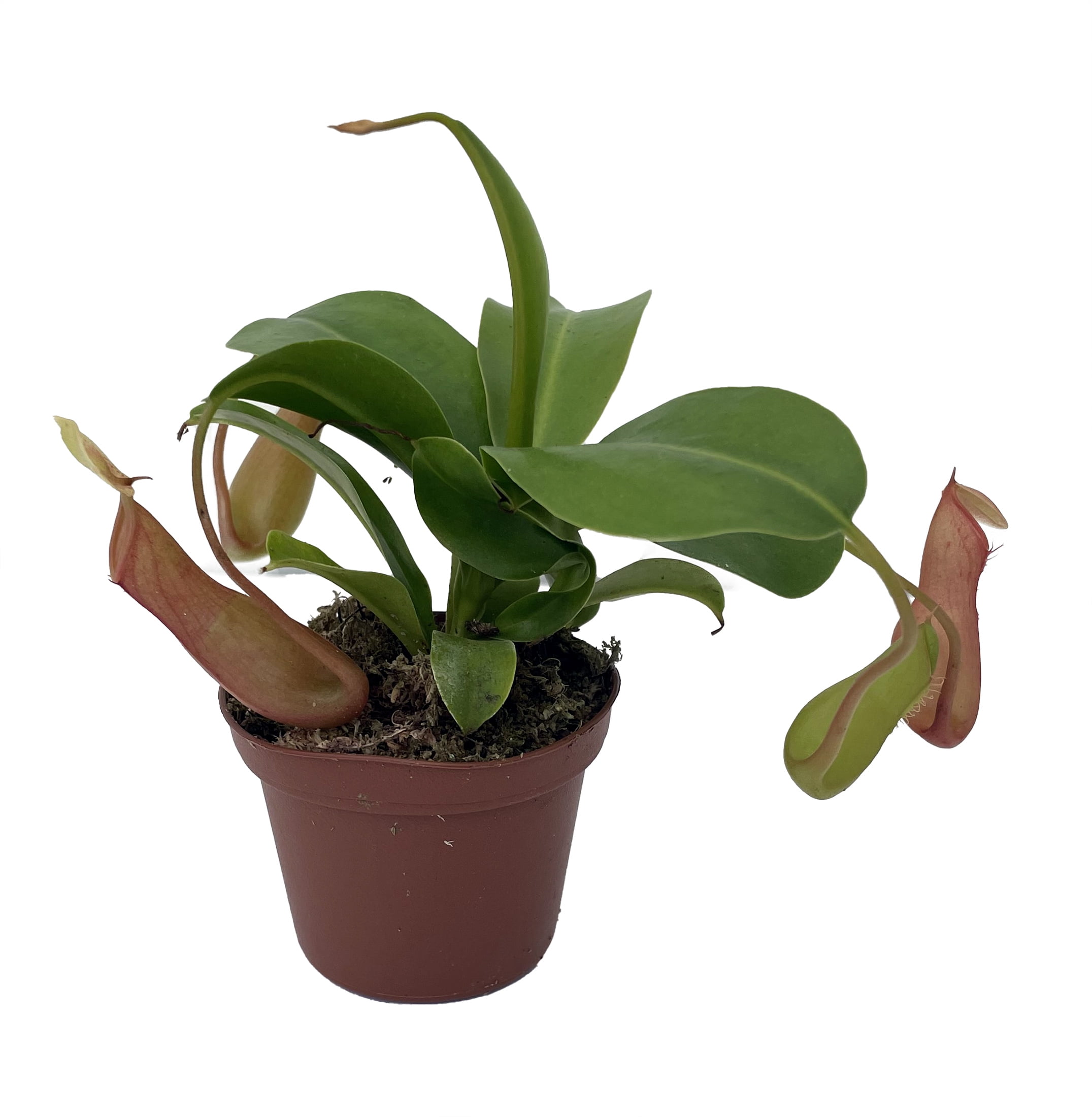 Asian Pitcher Plant - Nepenthes - Carnivorous - 3" Pot - Walmart.com