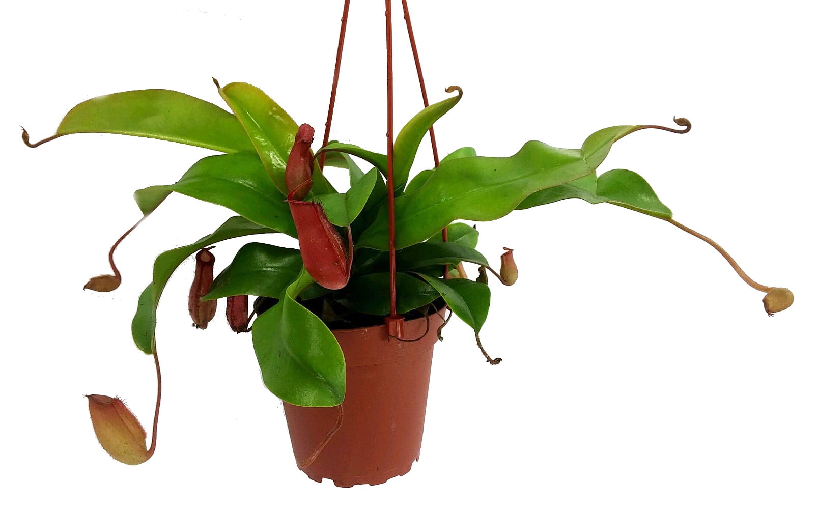 Nepenthes Asian Pitcher Plant - Carnivorous, Exotic - 4" Hanging Pot ...
