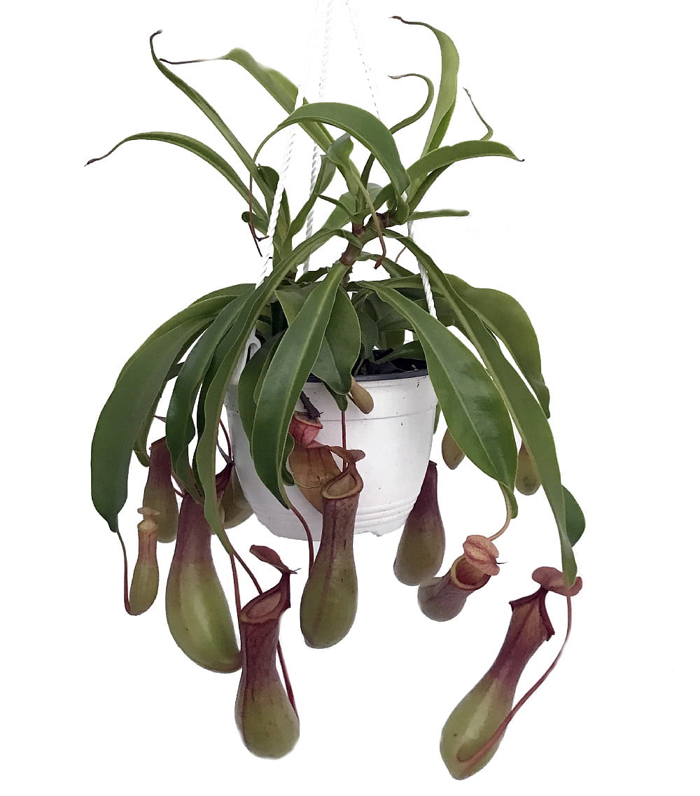 Hanging Pitcher Plant