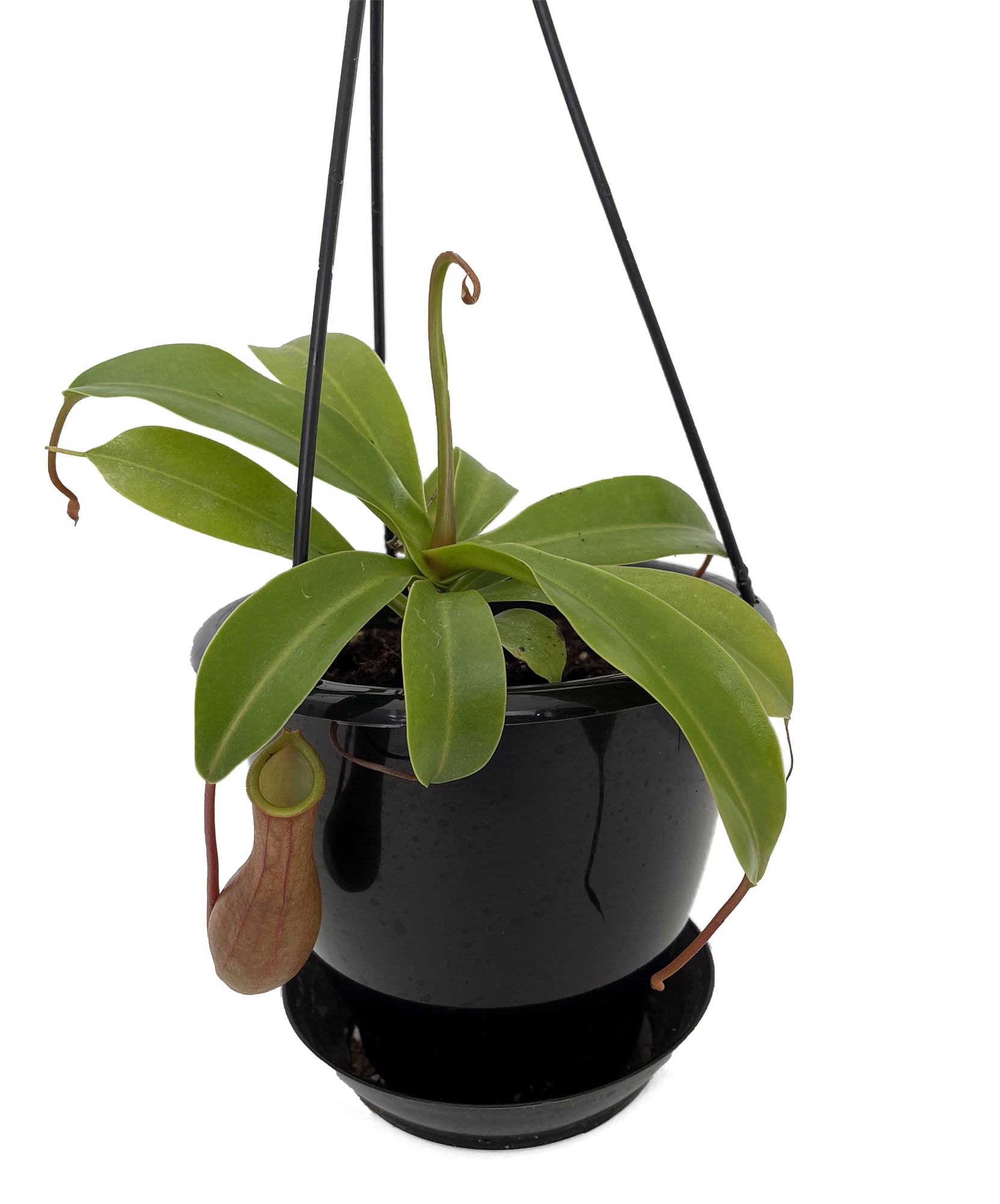 Asian Pitcher Plant - Nepenthes alata - Carnivorous - 4.5" Black ...