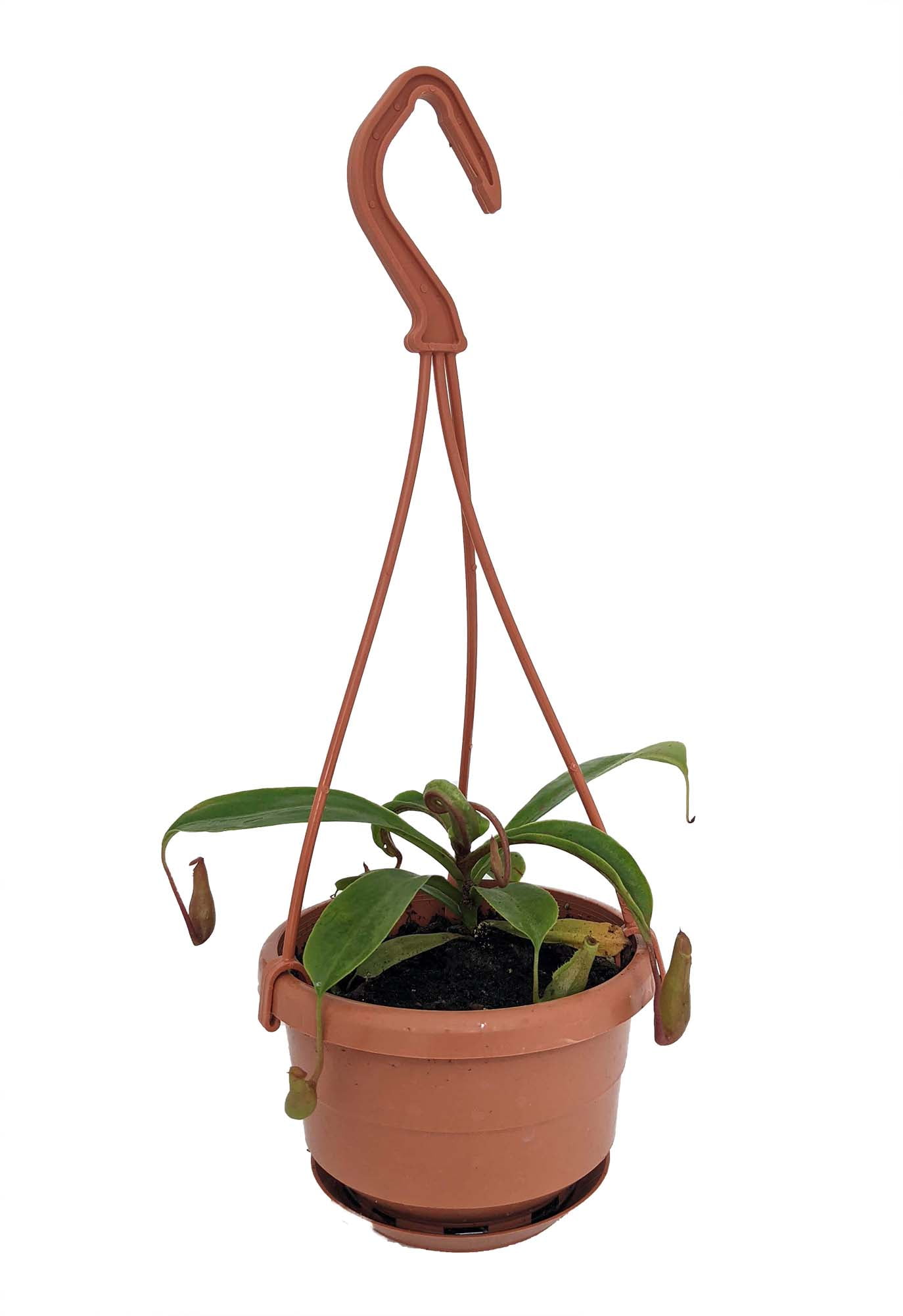Asian Pitcher Plant - Nepenthes alata - Carnivorous - 4" Mini Hanging ...