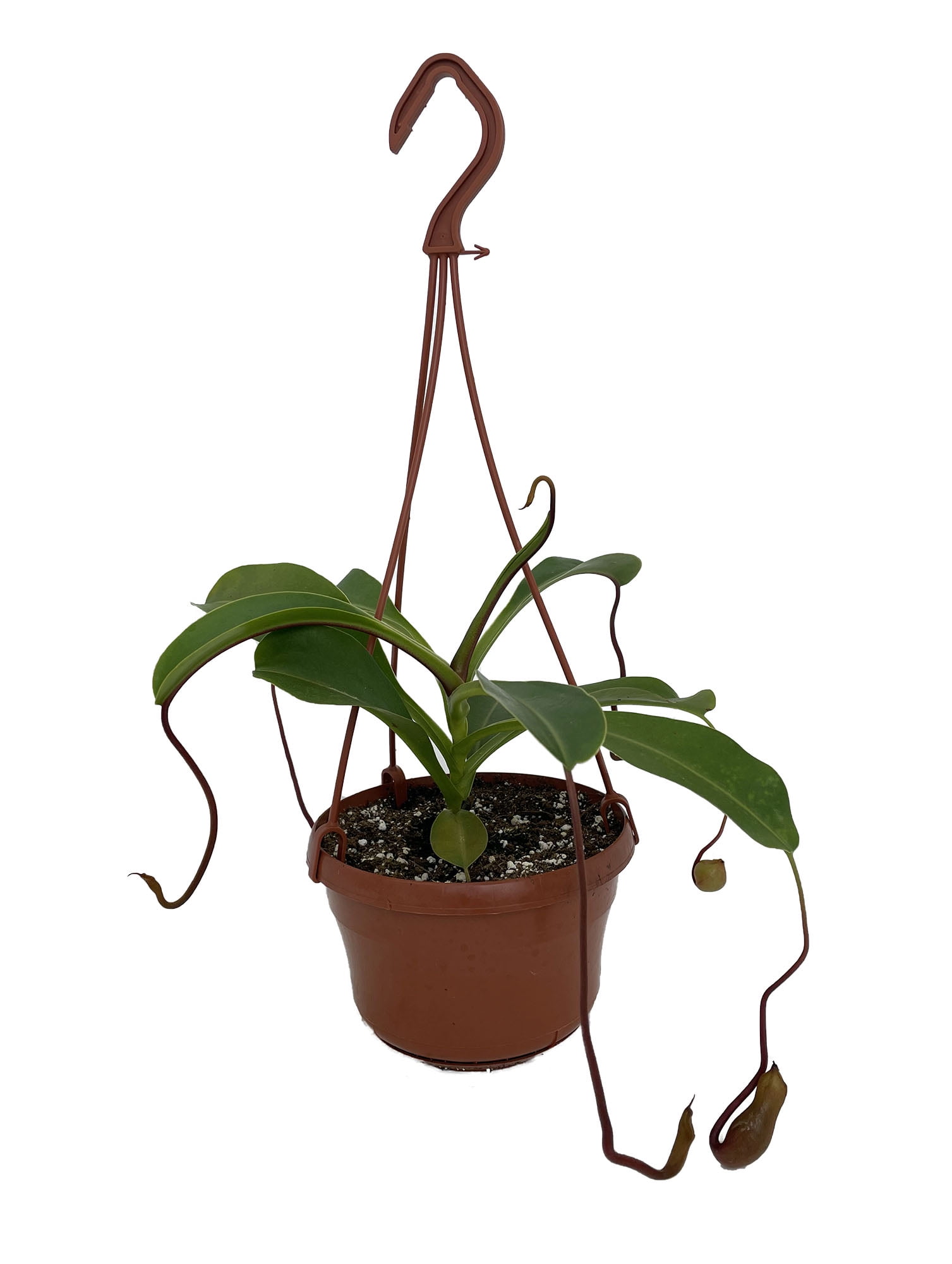 Asian Pitcher Plant - Nepenthes alata - Carnivorous - 6" Hanging Basket ...