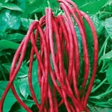 Asian Red Long Bean Seeds for Planting (30 Seeds) - Red Cowpea ...