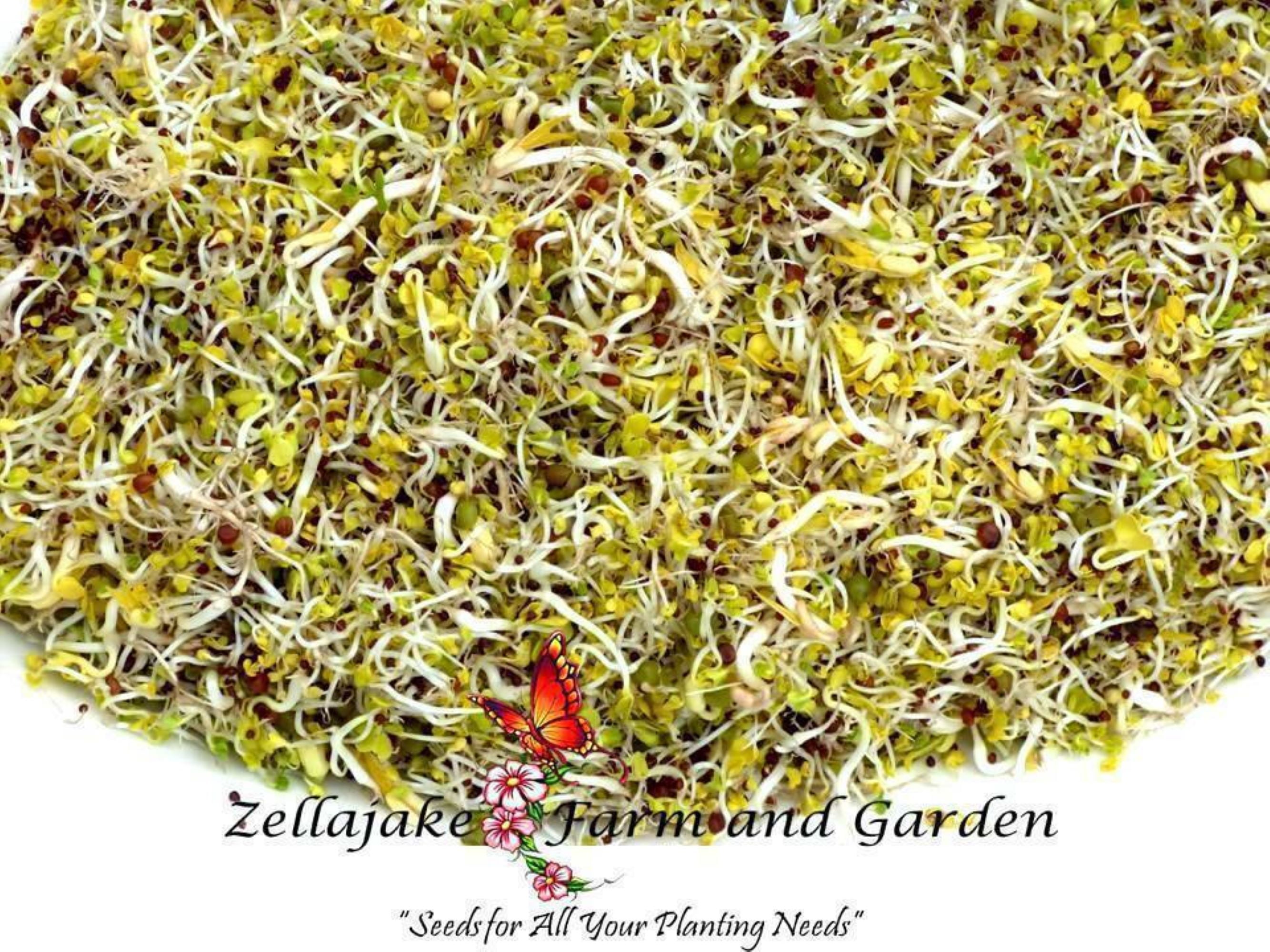 Asian Spicy Sprouting Mix Seeds/Perennial/134K Seeds 1 LB/Zellajake ...