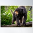 Asian Sun Bear Poster Wall Art Modern Wall Decor Wall Art Home Decor ...