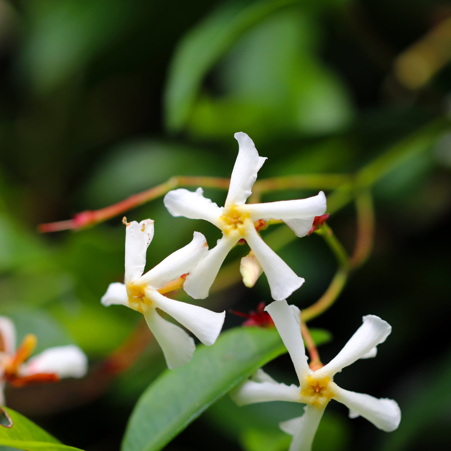 Spanish Jasmine