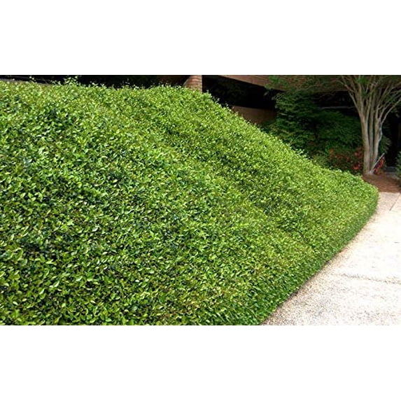 Asiatic Jasmine Minima - 60 Live Plants - Evergreen Ground Cover, Fully ...