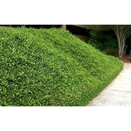 Podocarpus Macrophyllus I 3 Large Gallon Size Plants I Japanese Yew I Live Evergreen Yew Pine ...