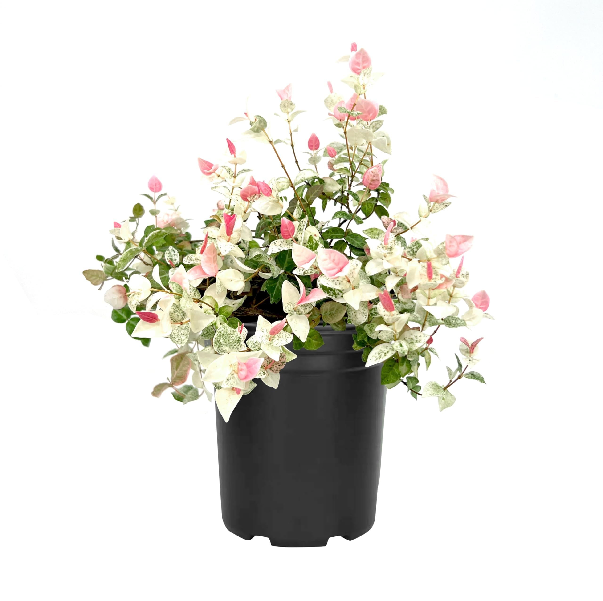 Asiatic Jasmine 'Snowcap' | 1 Large Gallon Size Plant | Trachelospermum ...