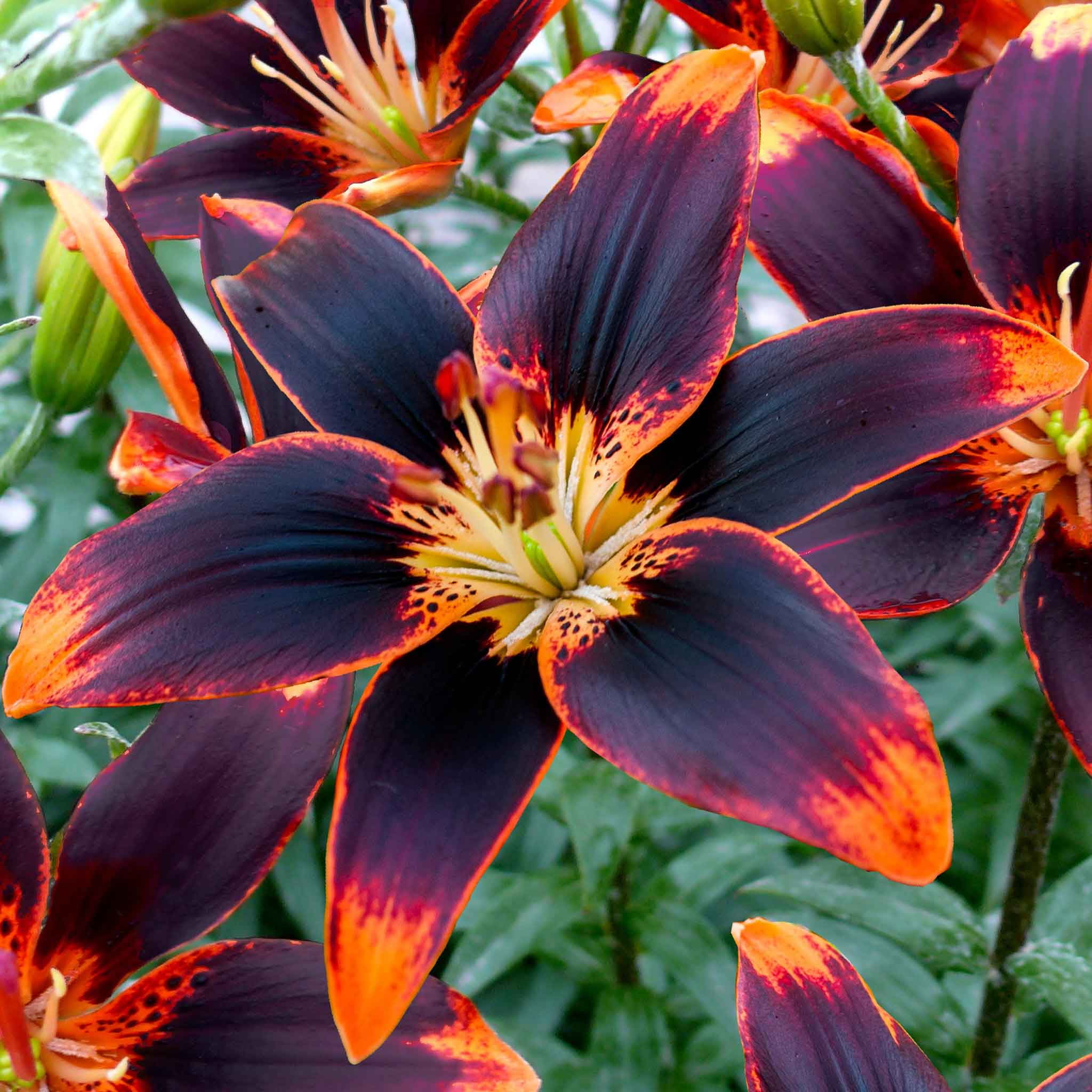 Eden Brothers Asiatic Lily Bulbs - Starlette - Walmart.com