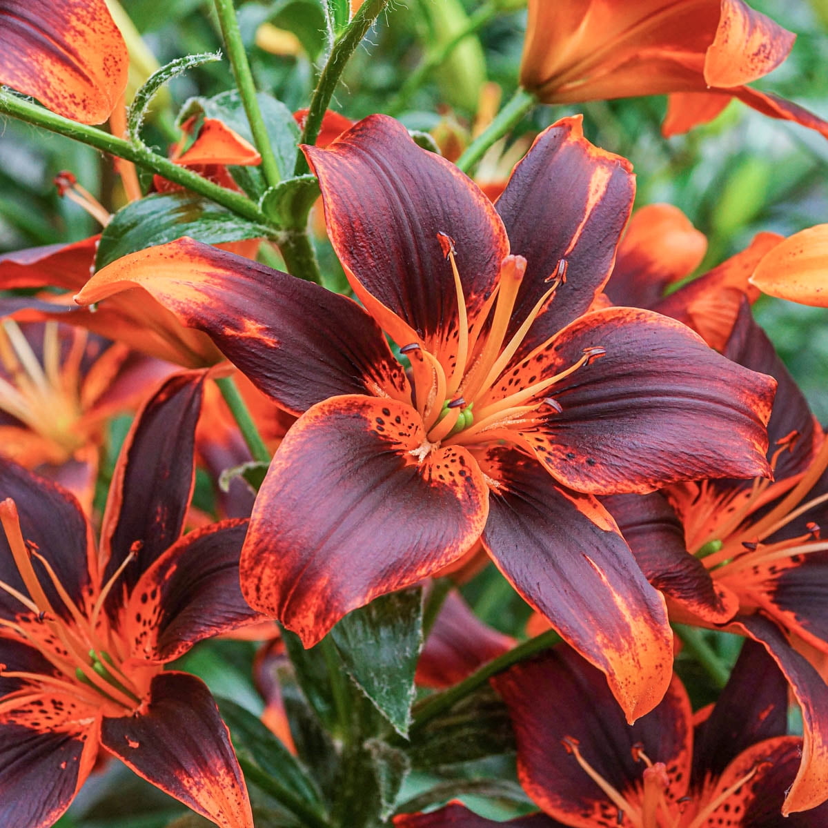 Forever Susan Asiatic Lily Dormant Spring Flowering Bulbs 3 Pack ...