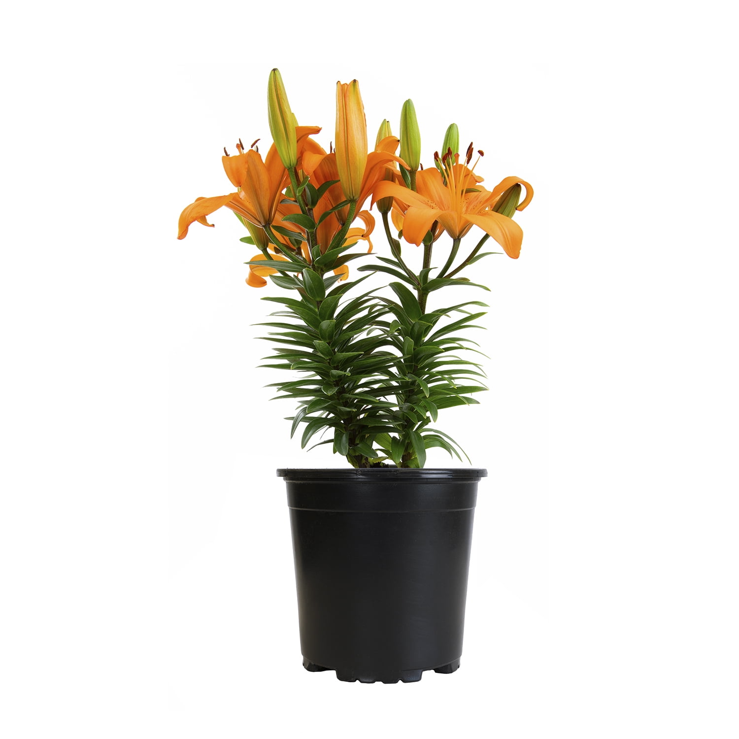 Asiatic Lily Looks Orange |2.5 QT Grow Pot| Full Sun to Partial Shade ...