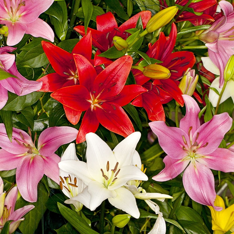 Asiatic Lily Mix Flower Bulbs - 8 Lilies Bulbs per Pack - Good as Cut ...