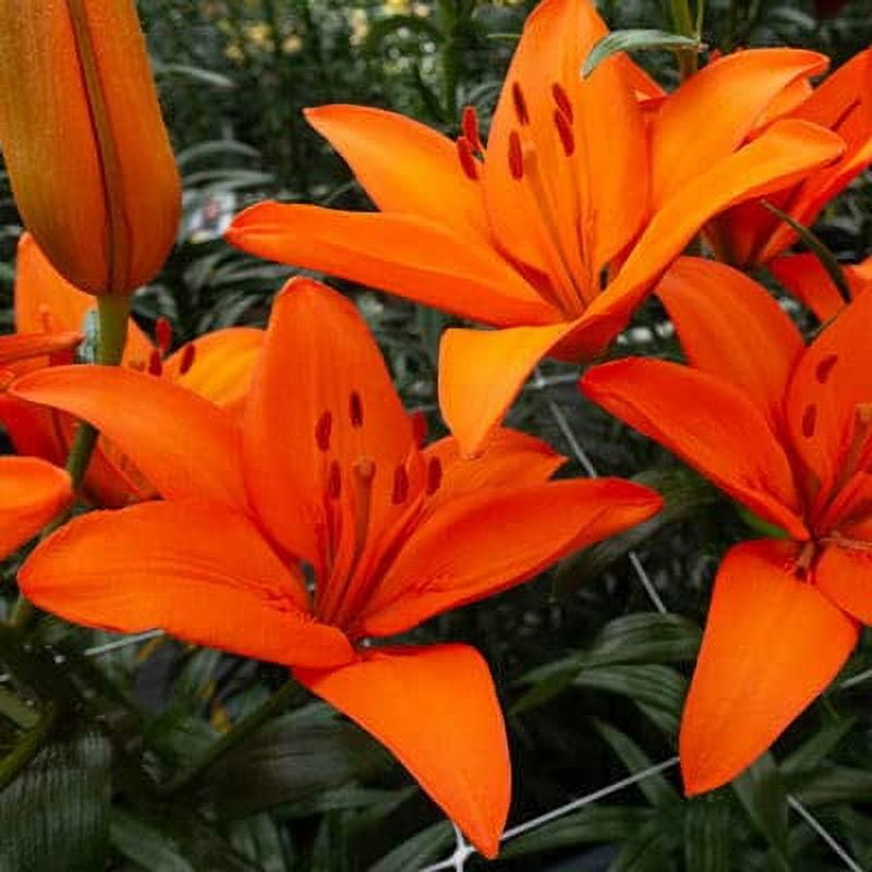 CZ Grain Orange Lily Plant Bulbs (5 Count), Stunning Orange Color ...