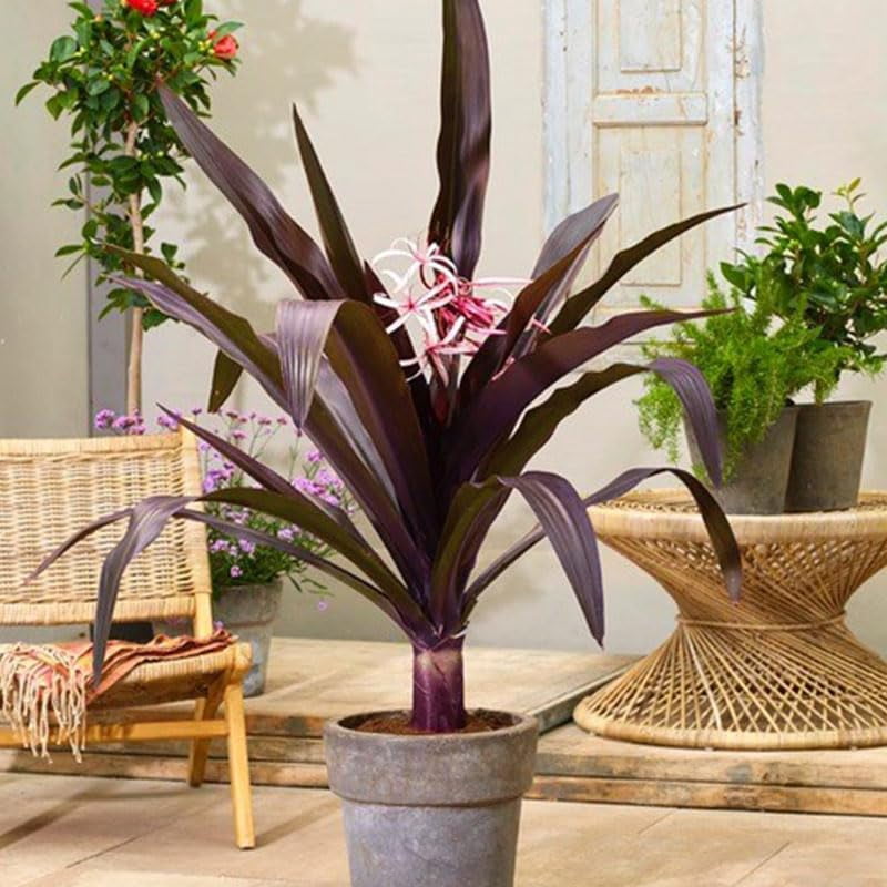 Asiatica Purple Crinum Lily Flower Bulb - Fragrant Tropical Perennial ...