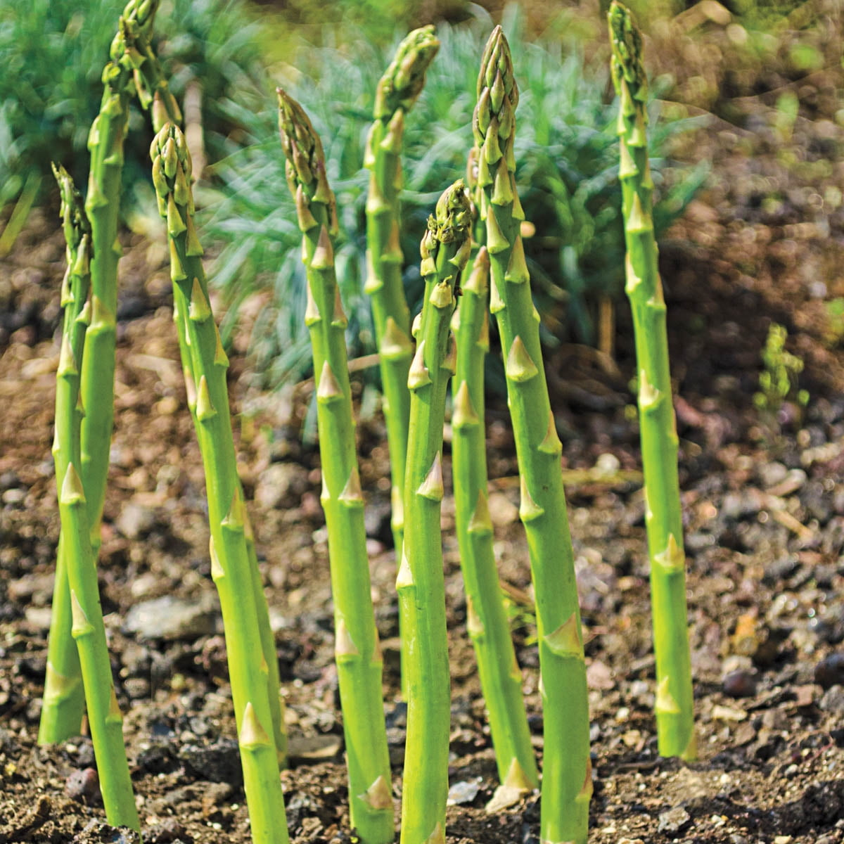 Asparabest Asparagus Dromant Bare Root Vegetable Roots, 10 Medium Grade ...