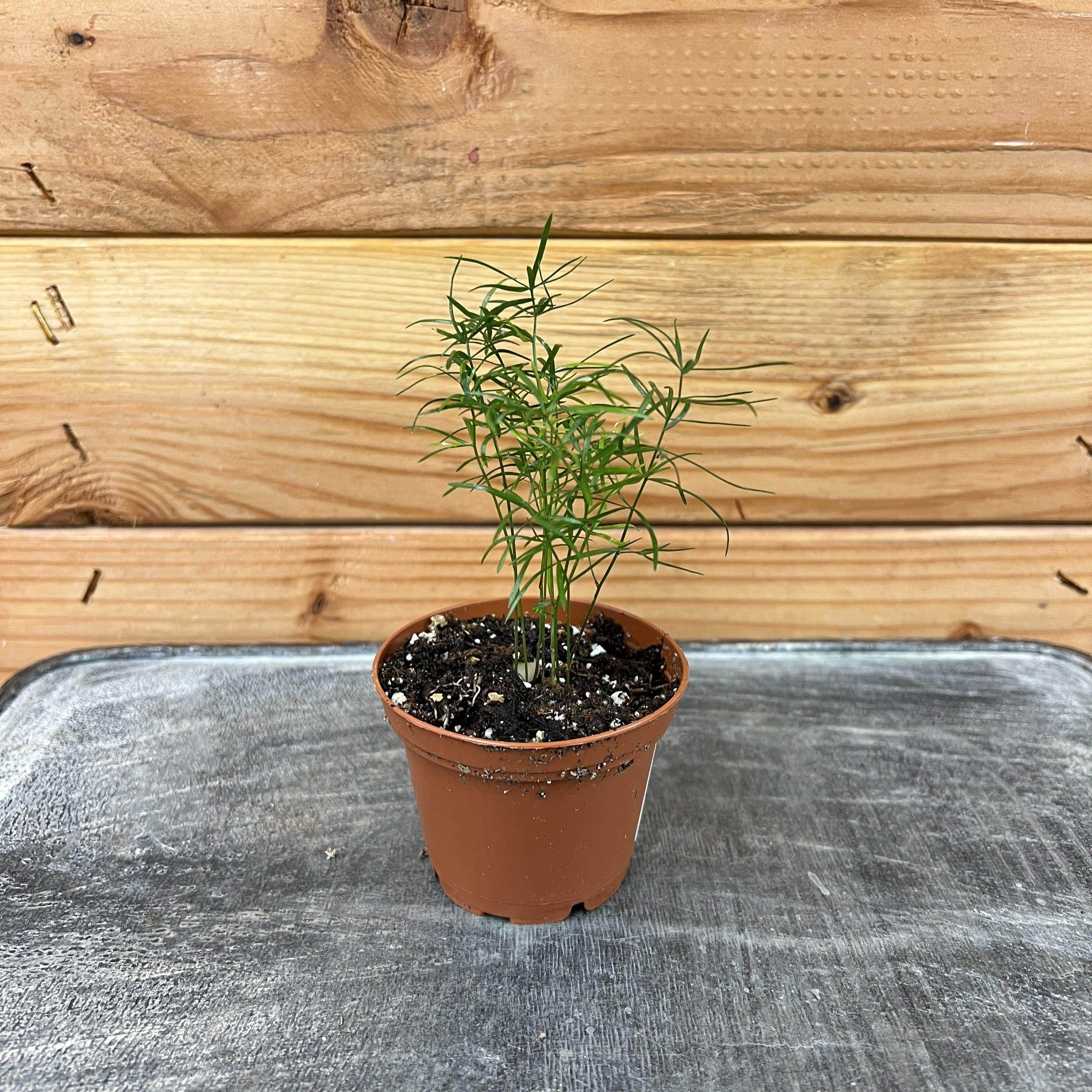 Asparagus Densiflorus Sprengeri Fern, 2" Plant, The Plant Farm ...