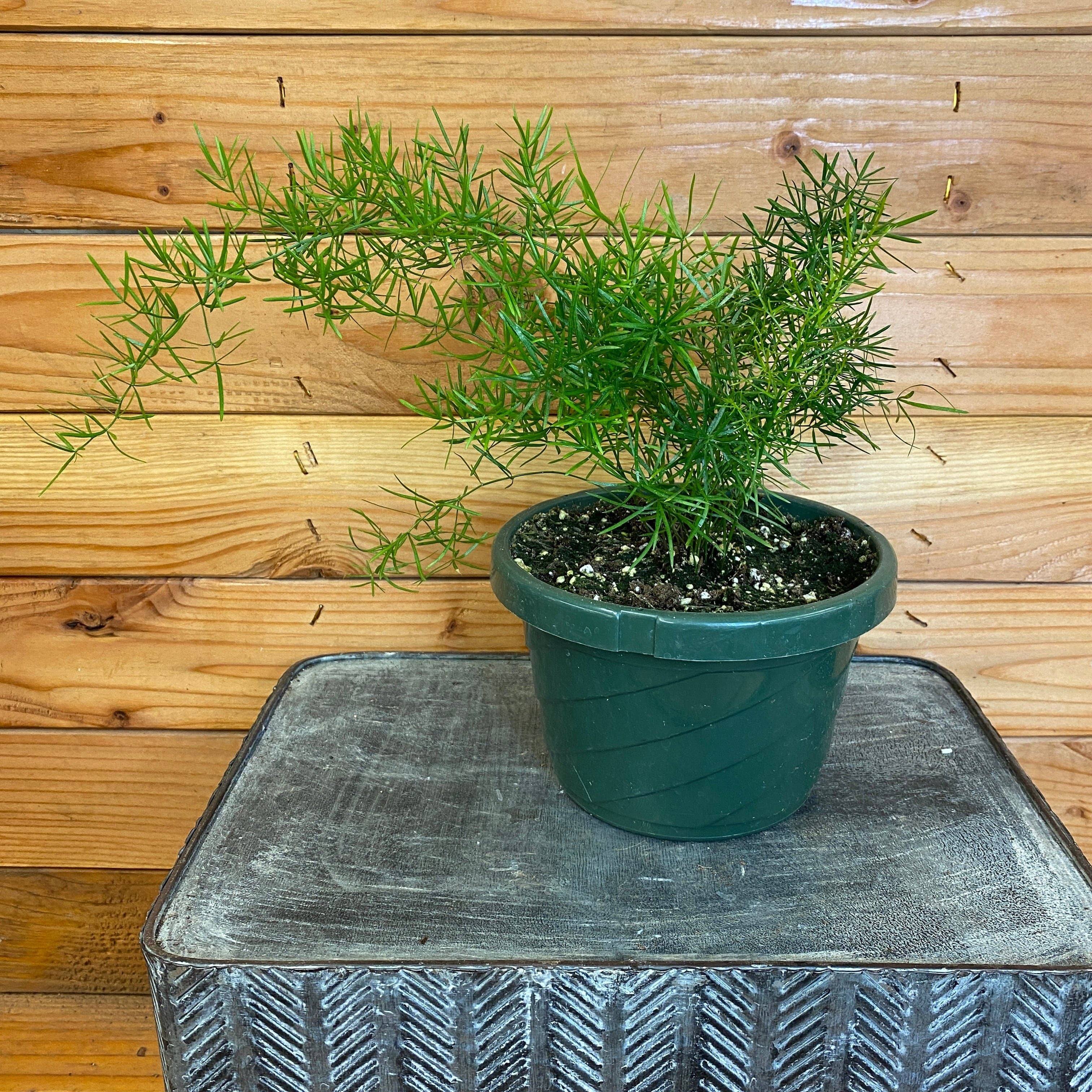 Asparagus Densiflorus Sprengeri Fern, 6" Plant, The Plant Farm ...