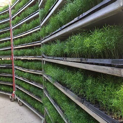 Asparagus Fern - 10 Live Plants - Asparagus Densiflorus Sprengeri ...