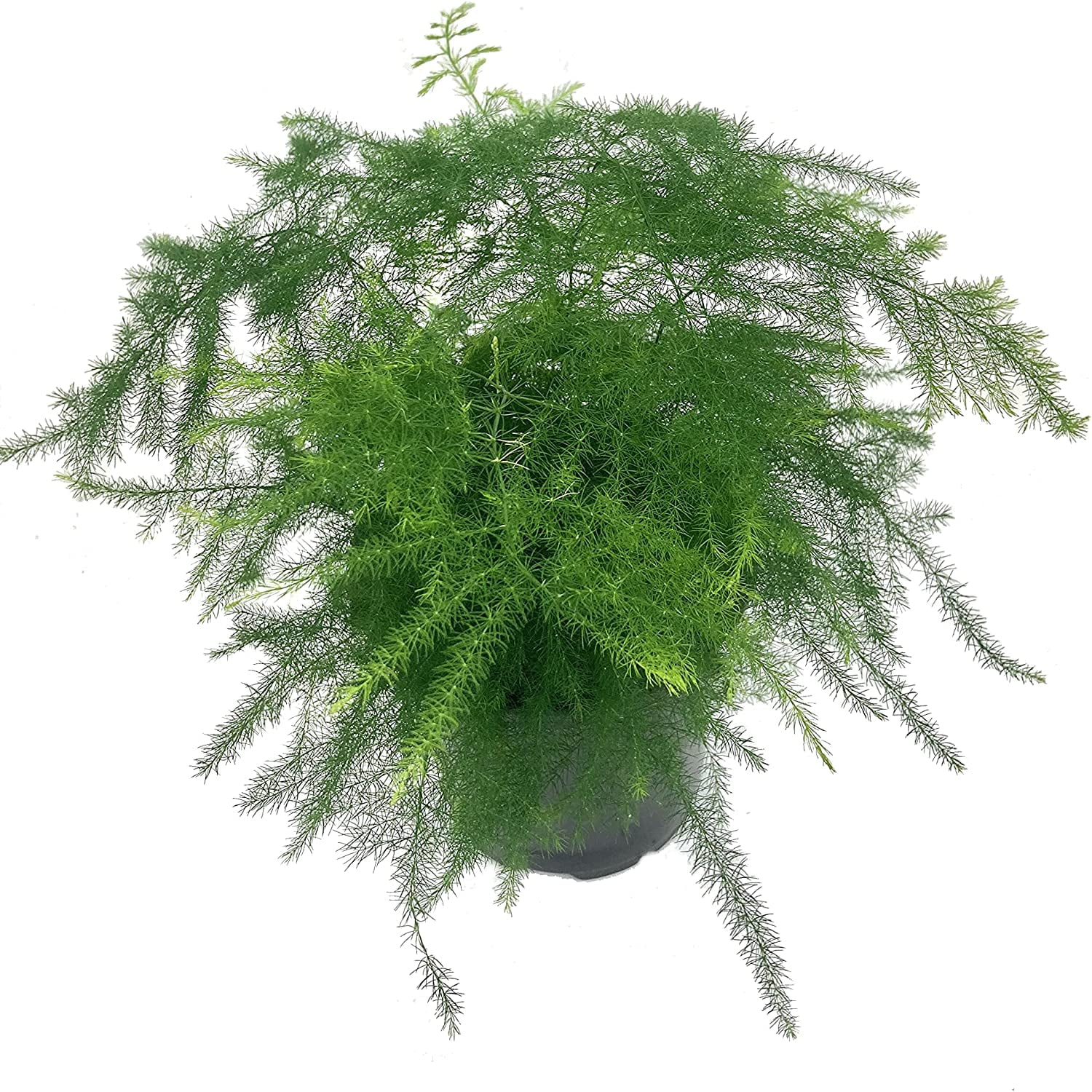 Asparagus Fern - 3 Live Plants in 4 Inch Pots - Asparagus Plumosus ...