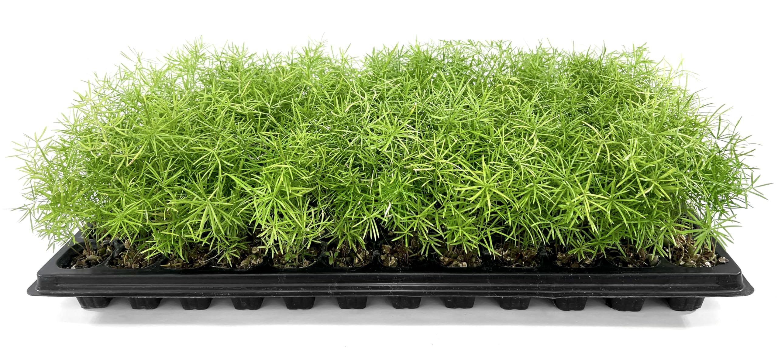 Fern Sprengeri 40 Live Plants Asparagus Densiflorus Evergreen ...
